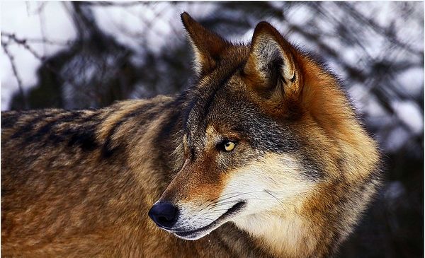 Cythraul: Lore - Wikipedia of the Dark Jedi Brotherhood, an online Star ...