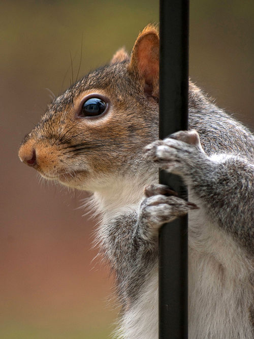 Space Squirrel - Wikipedia of the Dark Brotherhood, an online Star Wars ...